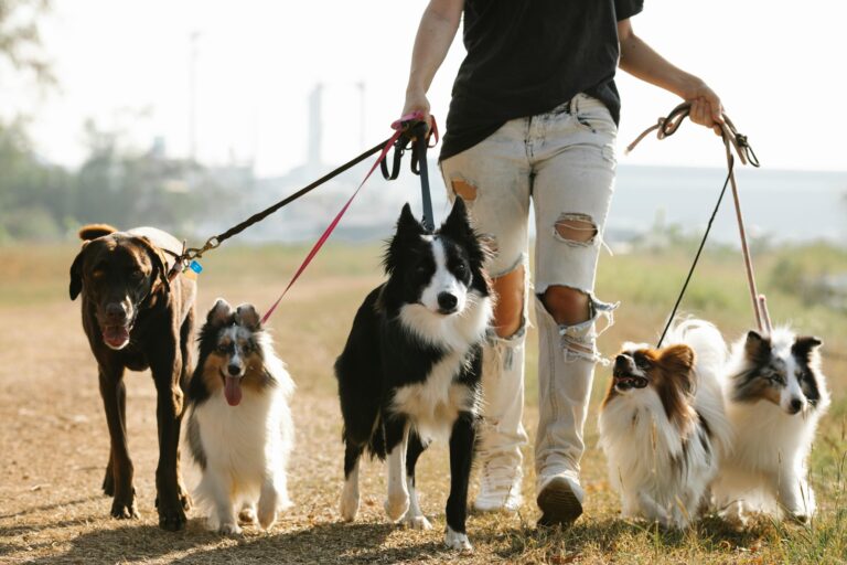 Finding the Right Dog Walker for Your Dog’s Needs